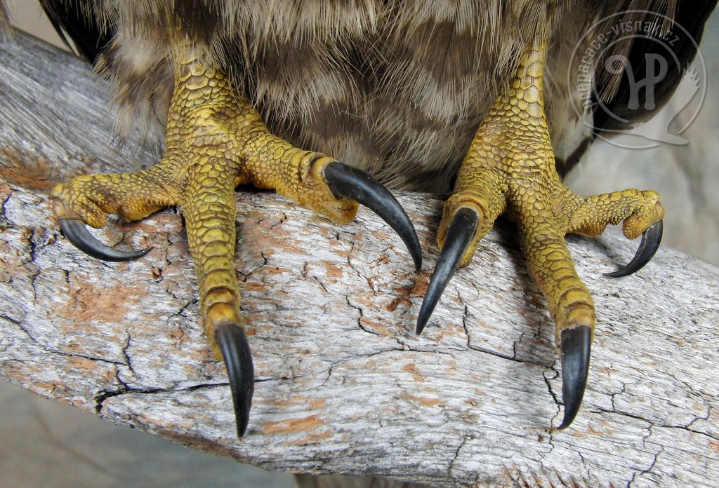 Fotogalerie preparovaných ptáků - preparace-visnak.cz